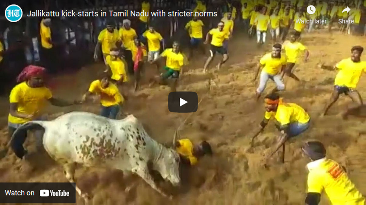 The World’s Most Dangerous Sport – Indian Bullriding! | The Ugly Minute