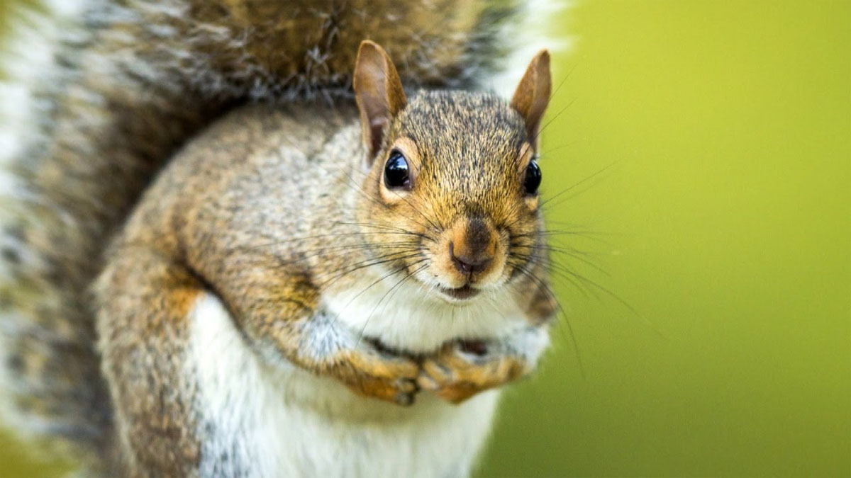 Psycho Squirrel makes it to NewsWeek | The Ugly Minute