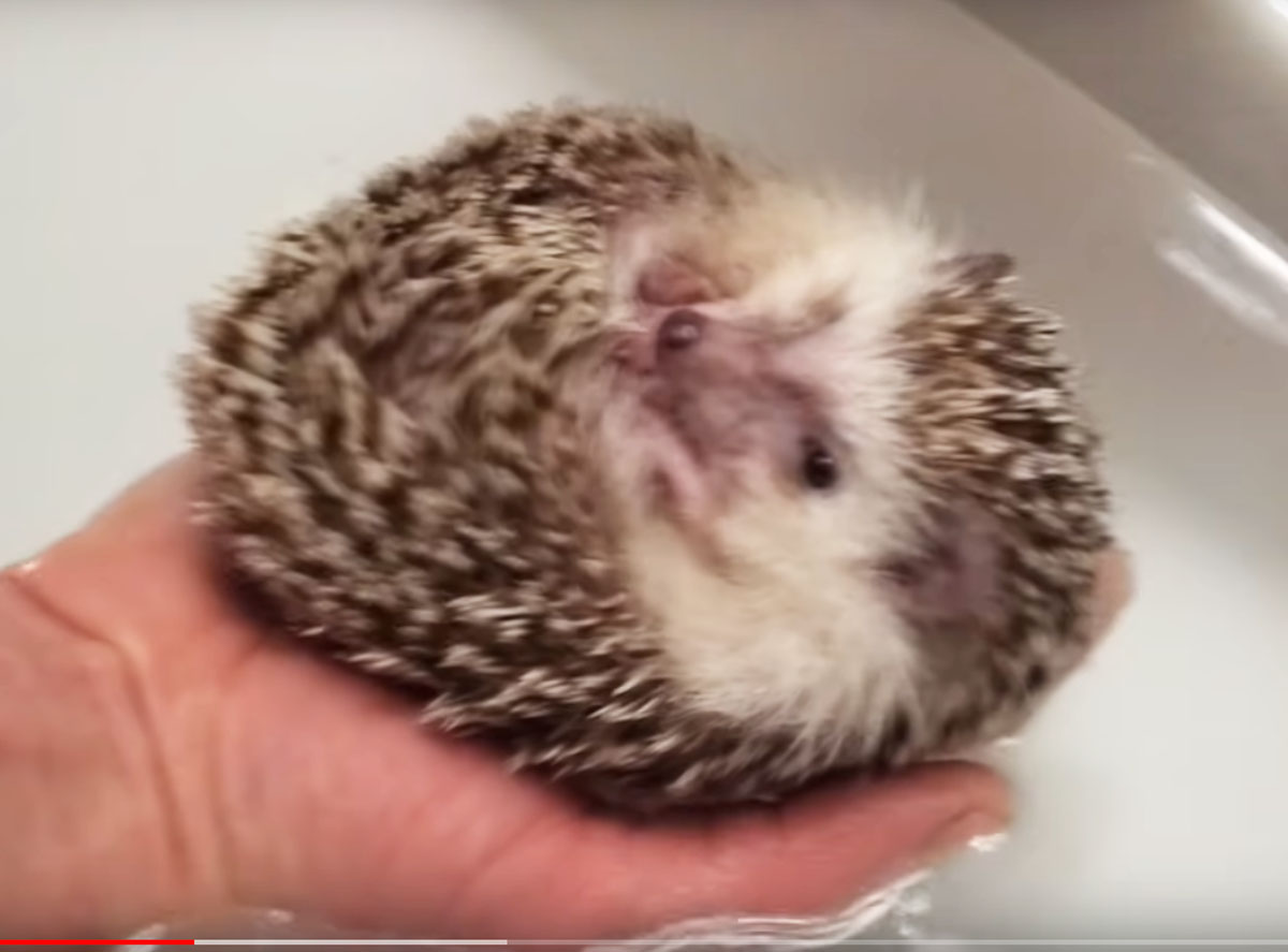 Hedgehog Boat | The Ugly Minute