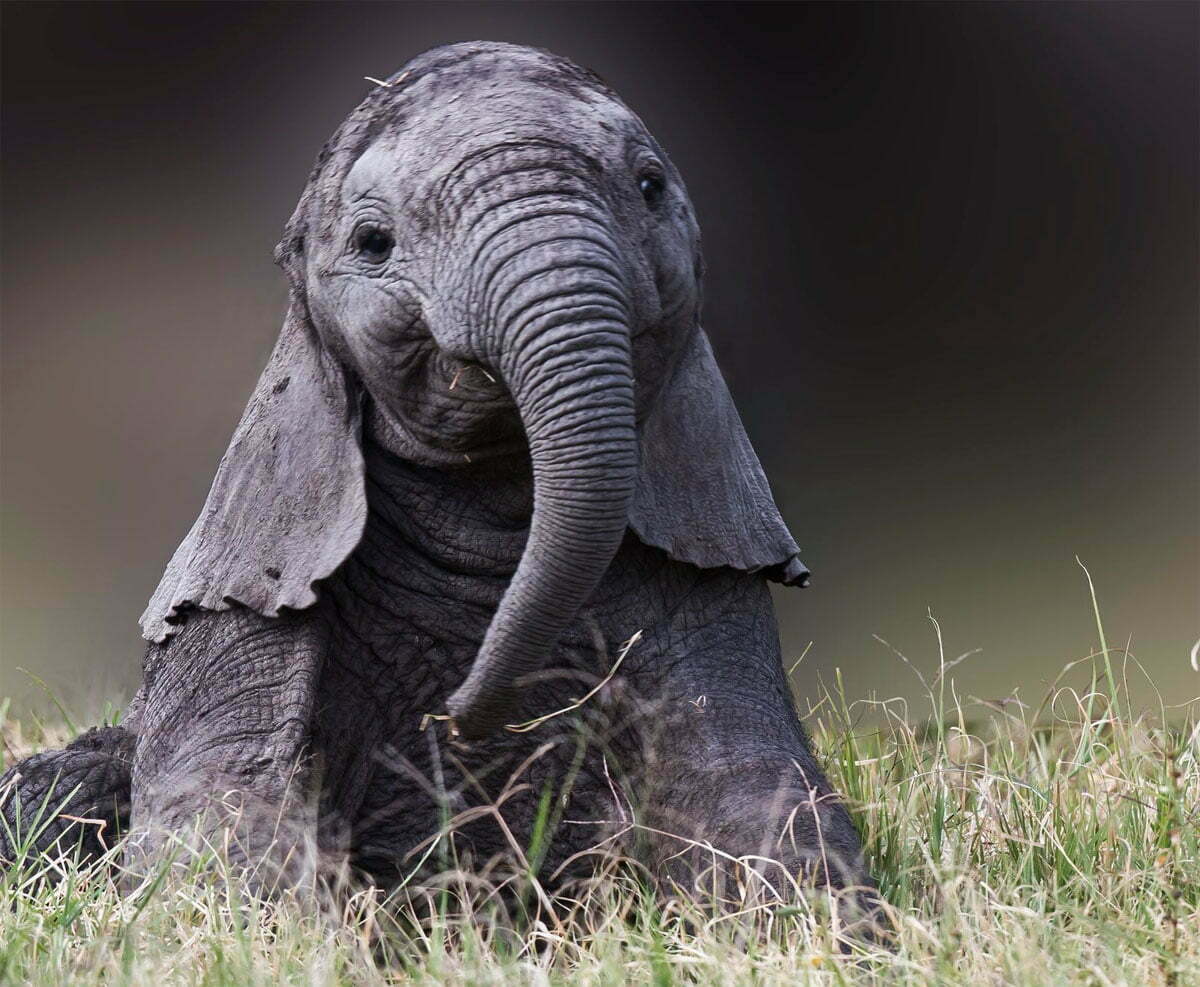 Is it really my elephant? | The Ugly Minute
