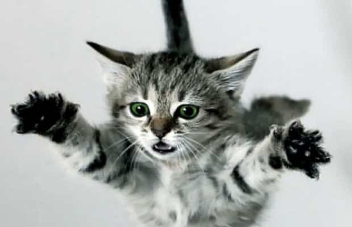 Perpetual Motion Machine with Cats | The Ugly Minute