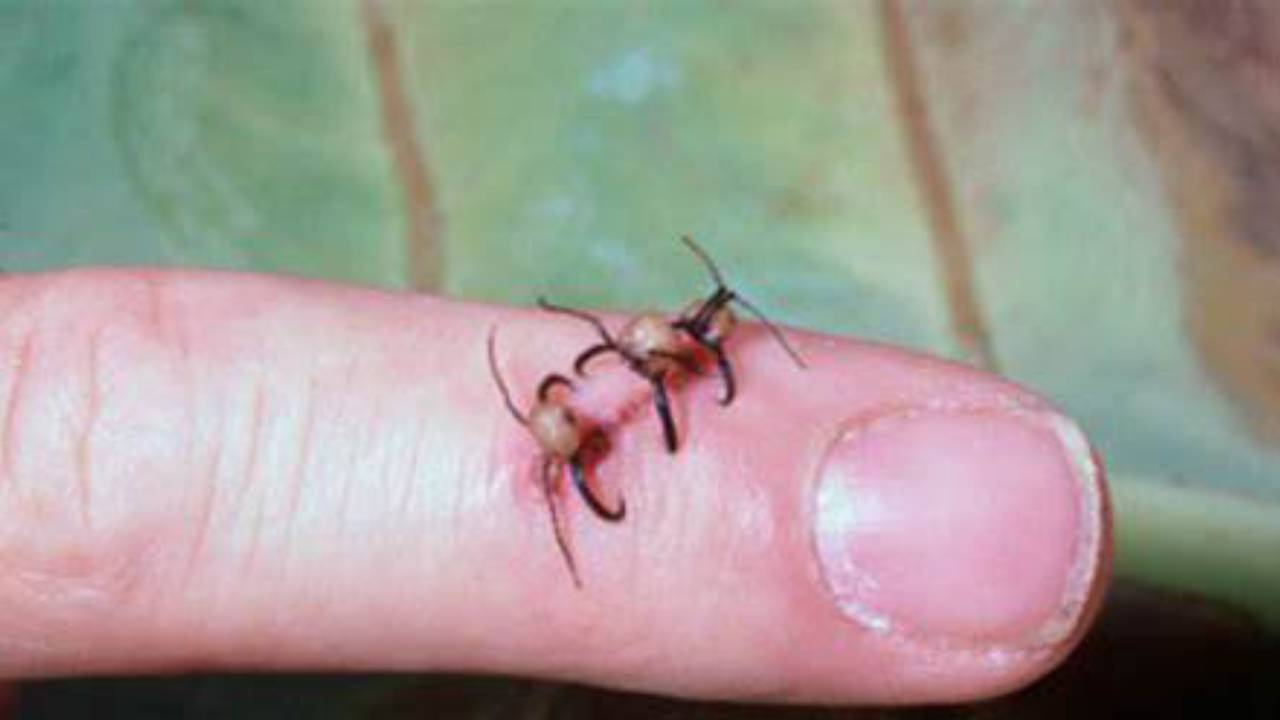 In Some Parts of the World Ant Heads Were Once Used as Stitches | The ...