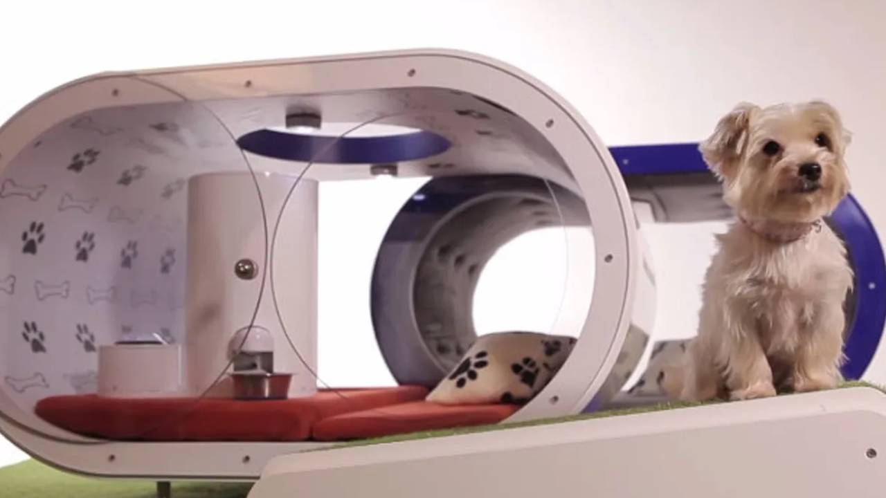 Samsung Creates $30,000 High-Tech Dream House for Dogs | The Ugly Minute