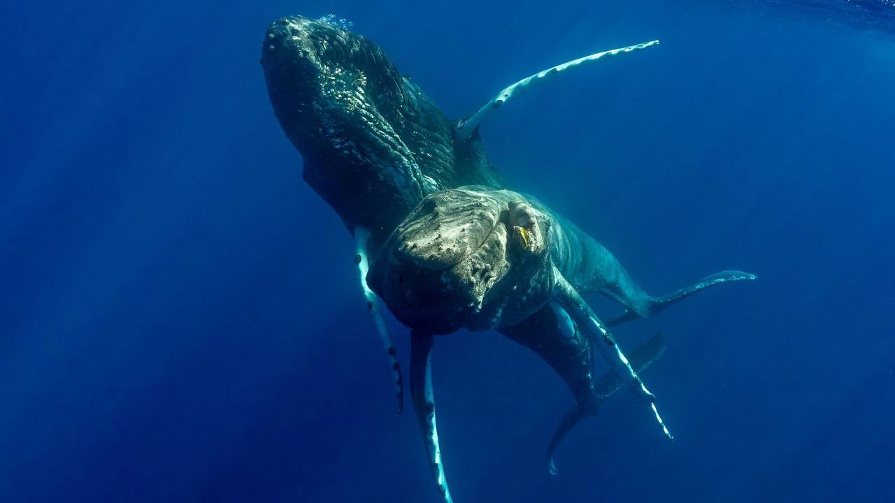 Humpback whales photographed having sex for first time – and both were ...