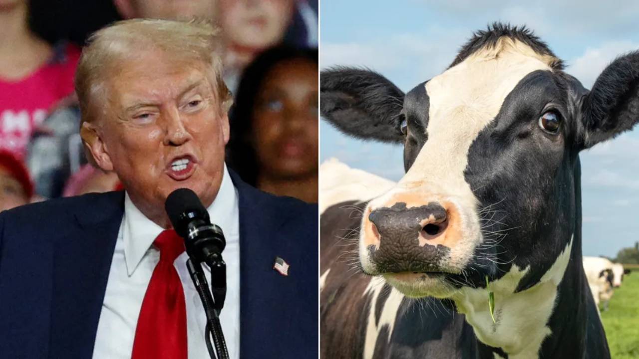 Donald Trump makes bizarre claim cows will eventually replace people if ...