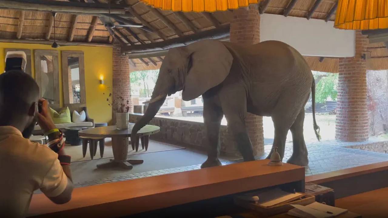 Only in Africa – Elephants Calmly Walk through Hotel Lobby | The Ugly ...