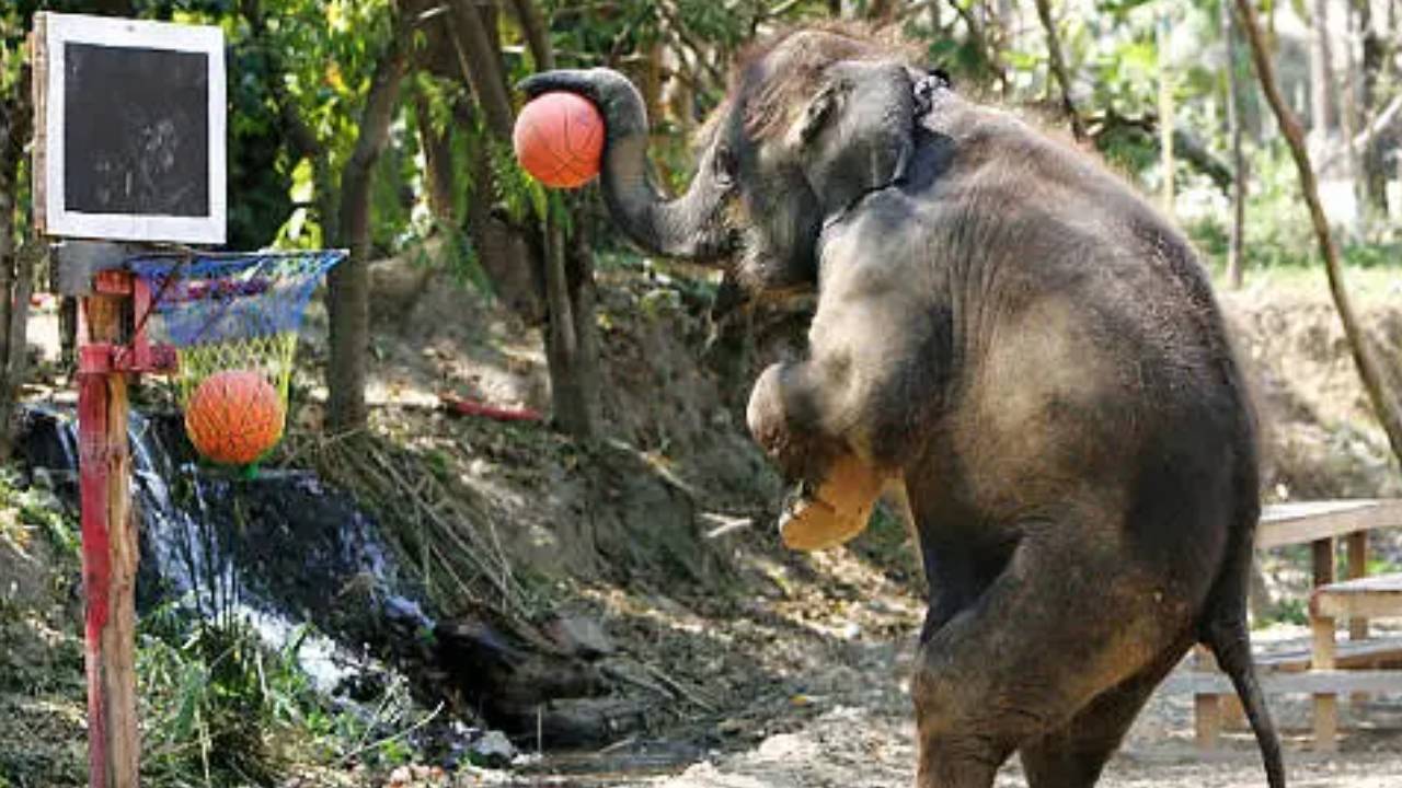 Elephant Ballers | The Ugly Minute
