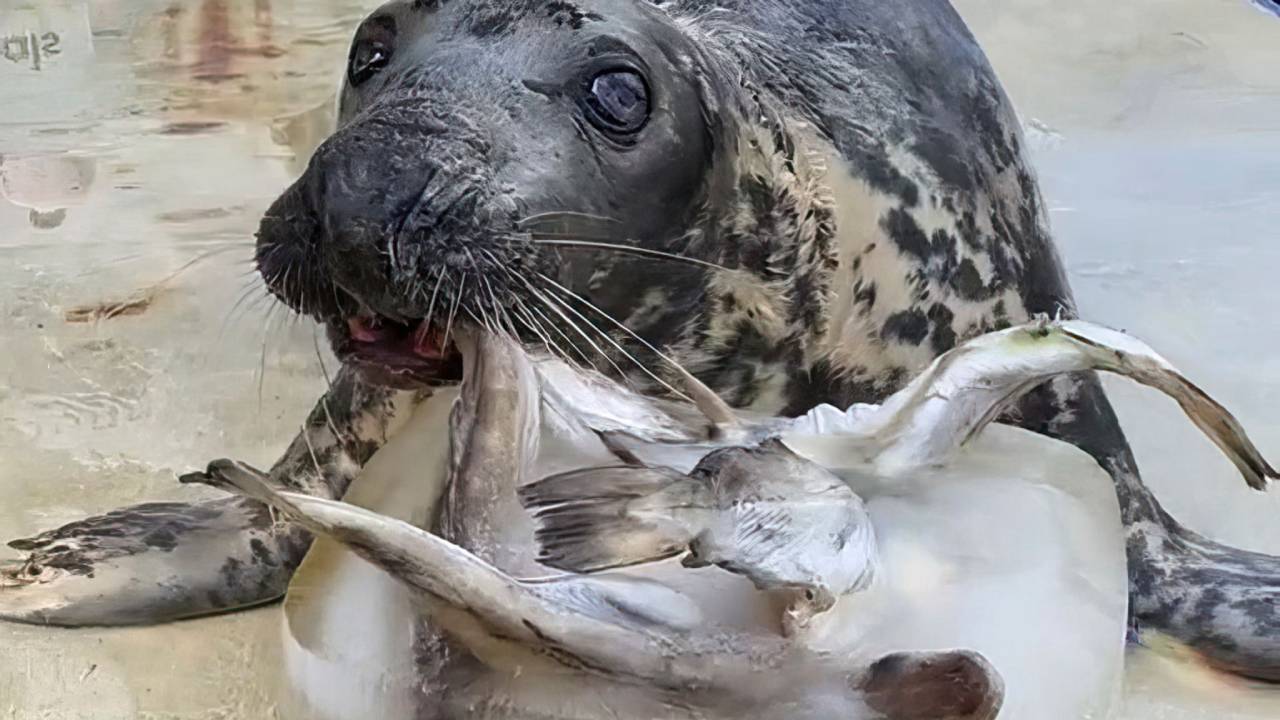 ‘Stubborn’ Seal Who Doesn’t Like to Work for Her Food Celebrates ...