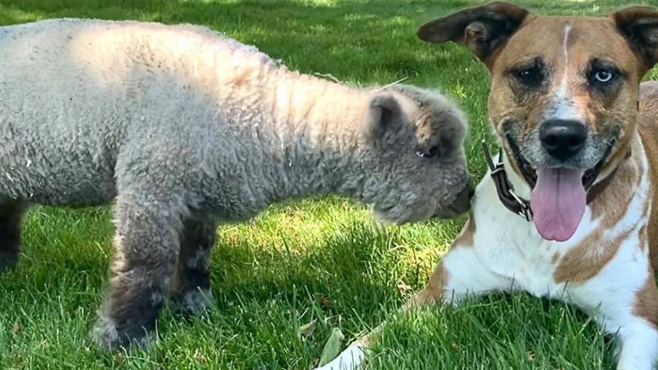 People Online Can’t Get Enough Of This Lamb Who Was Rejected By Her Mom ...