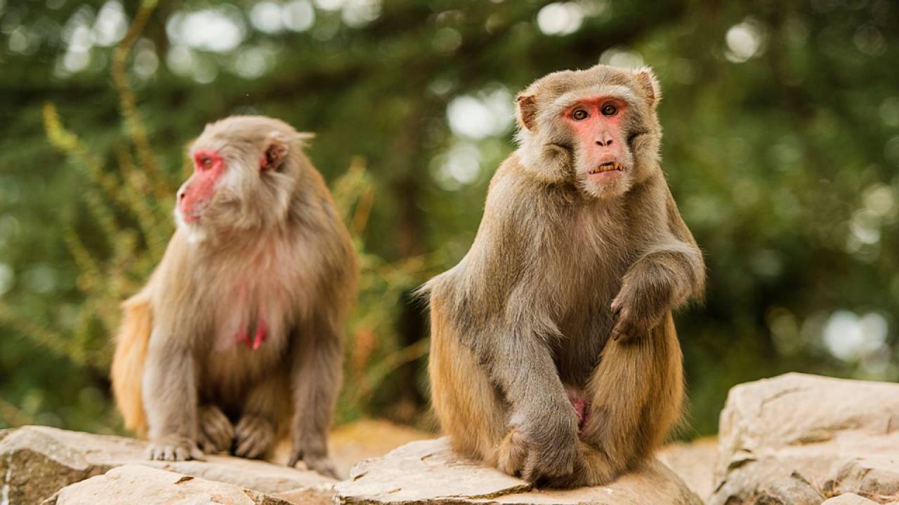 Forty monkeys escape from research facility in South Carolina | The ...