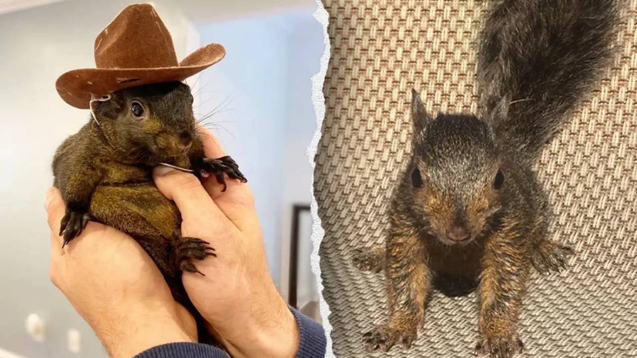 Peanut the squirrel’s owners are suing New York for ‘executing’ their ...
