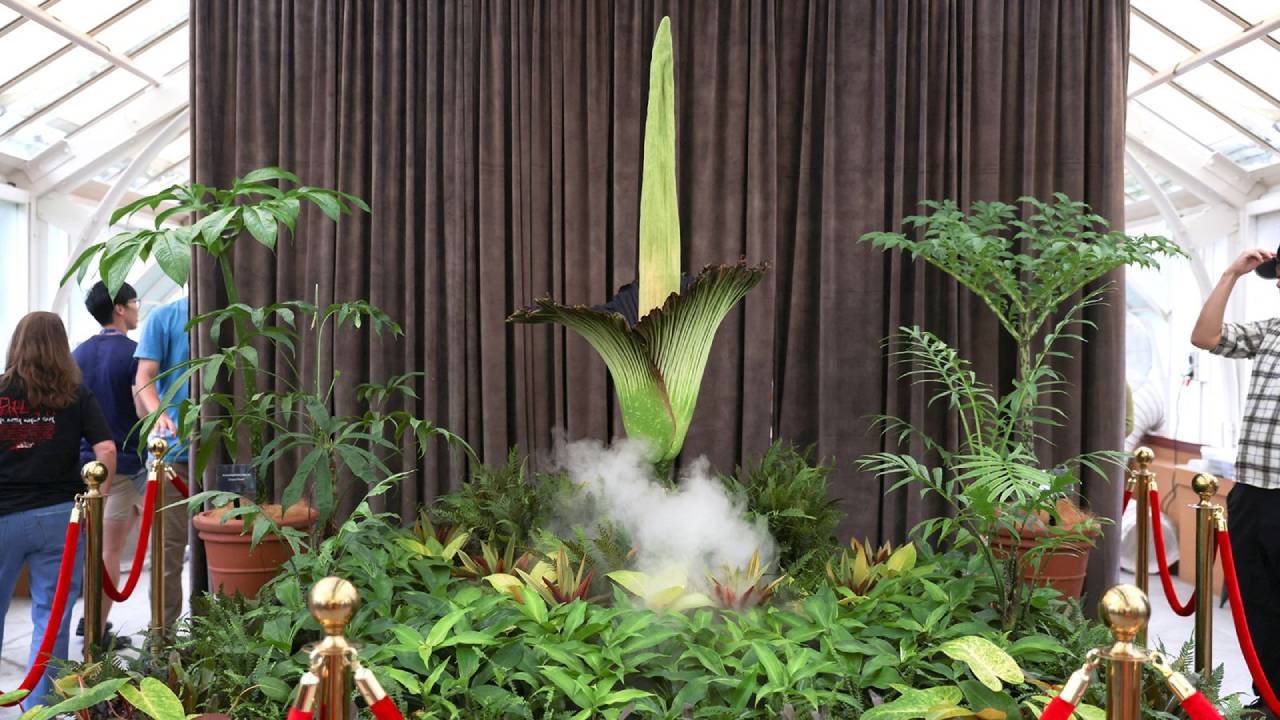 Corpse flower: Plant with ‘deadly’ stench pulls huge crowds for rare ...