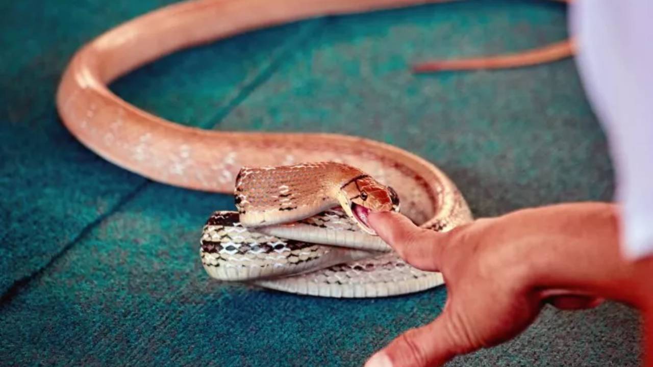 Man Injects Snake Venom 856 Times To Create ‘Universal Antivenom’ | The ...