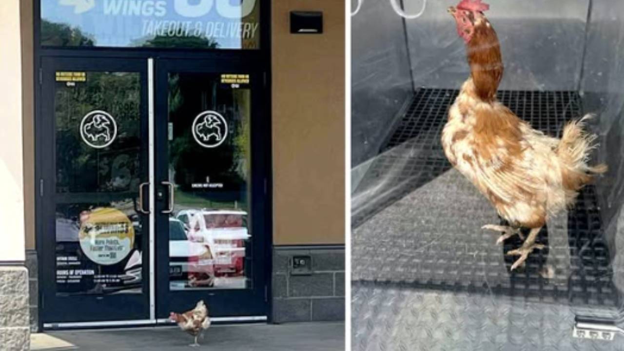 Loose chicken rescued from Buffalo Wild Wings in Iowa | The Ugly Minute